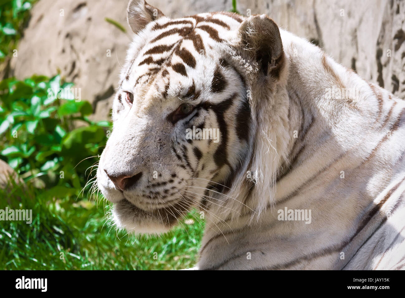 Beautiful close-up portrait of majestic White Tiger Stock Photo - Alamy