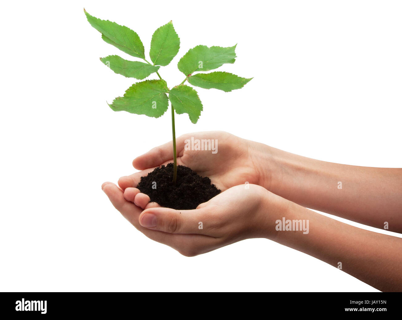 Hands holding small young tree isolated on white background Stock Photo ...