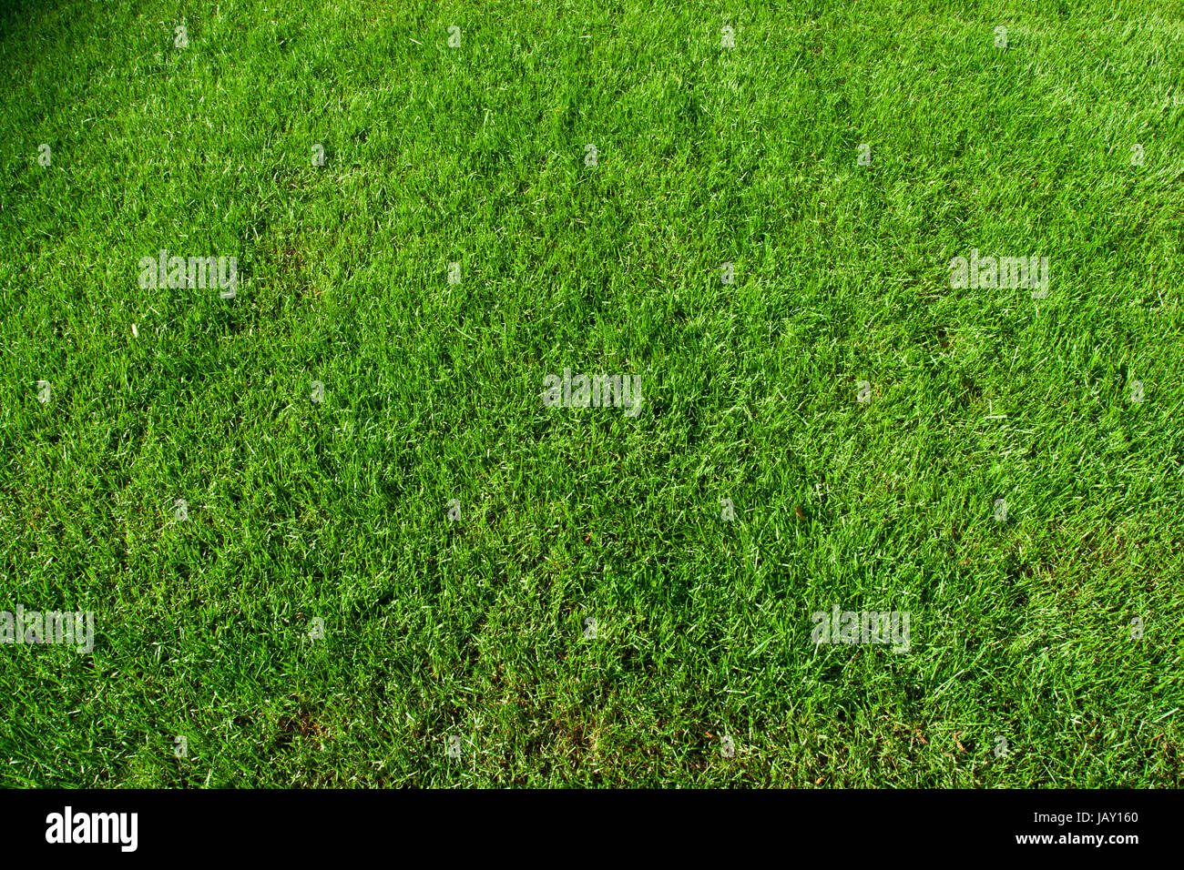 Green lush grass background under bright sunlight Stock Photo - Alamy