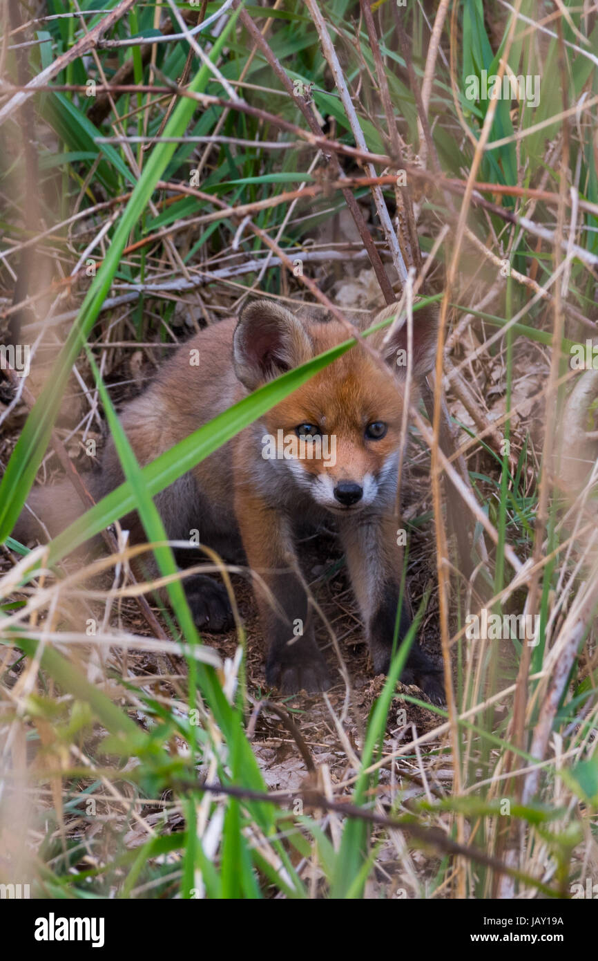 Foxs den hi-res stock photography and images - Alamy