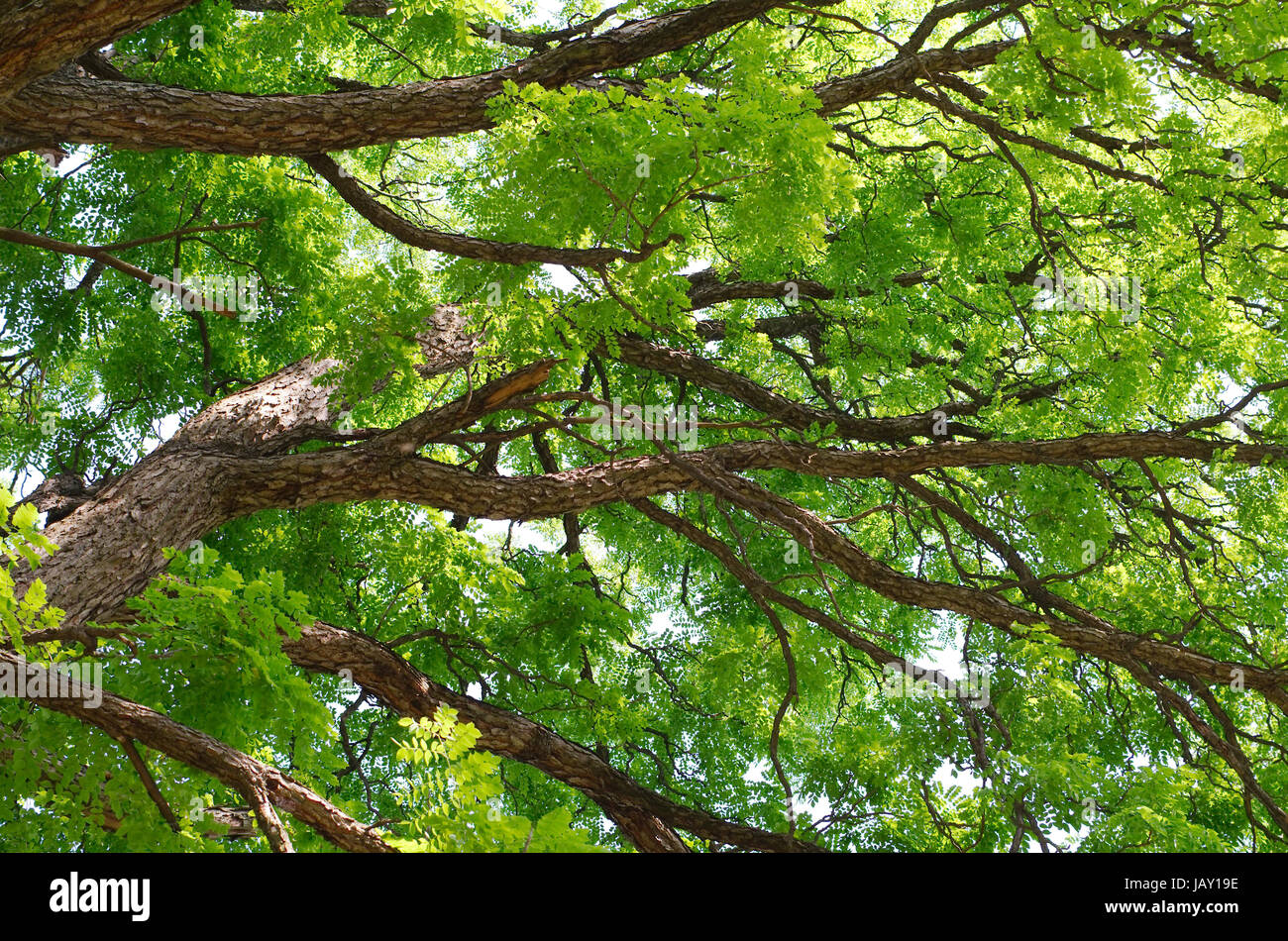 Kentucky coffeetree hi-res stock photography and images - Alamy