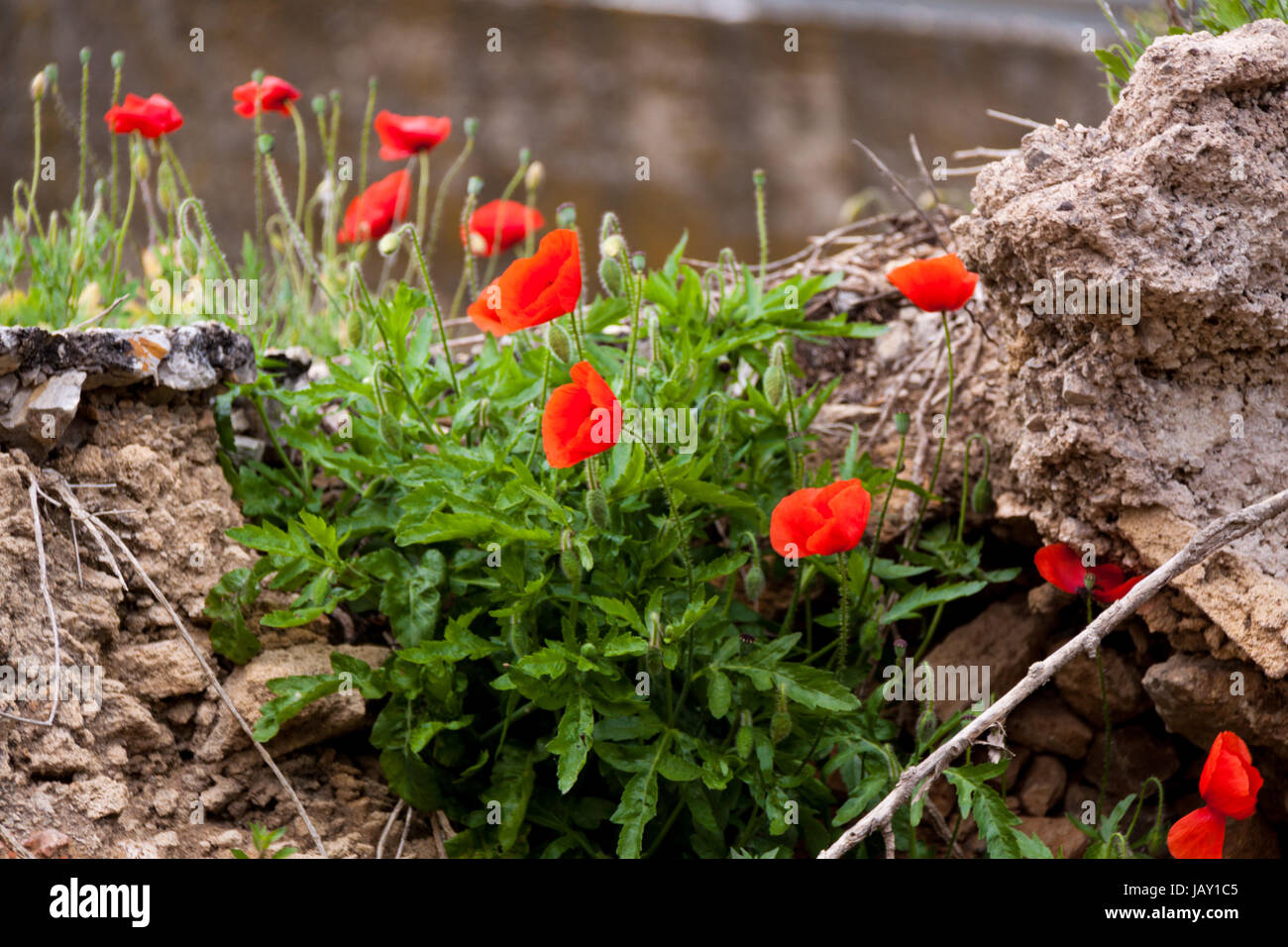 Roter mohn hintergrund hi-res stock photography and images - Alamy