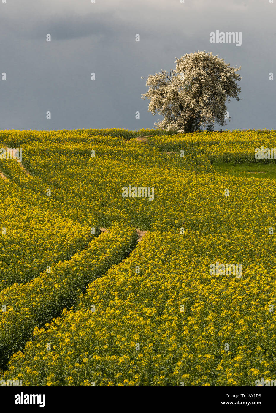 Yellow raps field with tree in germany Stock Photo - Alamy