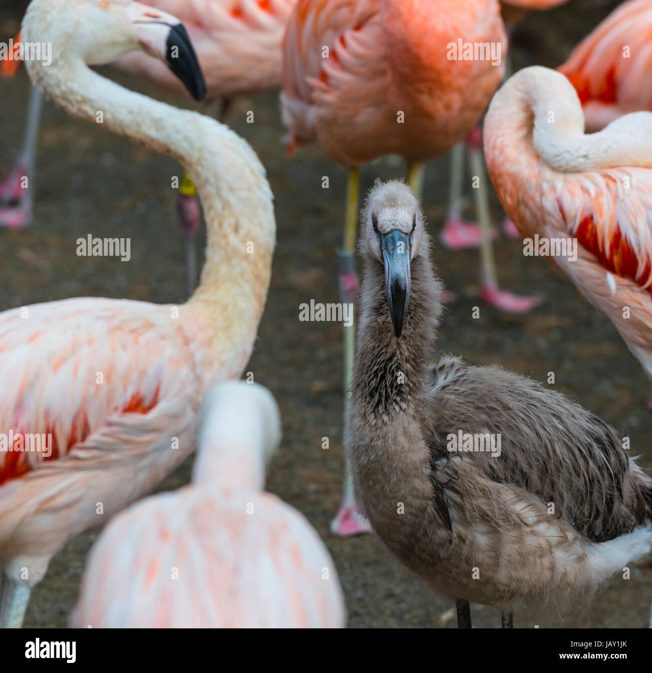 Young grey flamingo bird among adult birds Stock Photo - Alamy