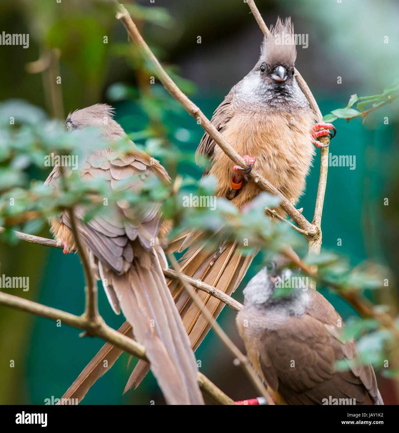 Speckled Mousebird - Colius striatus close-up shot Stock Photo - Alamy