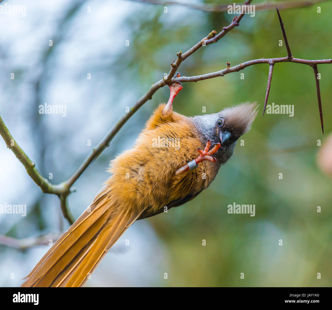 Speckled Mousebird - Colius striatus close-up shot Stock Photo - Alamy