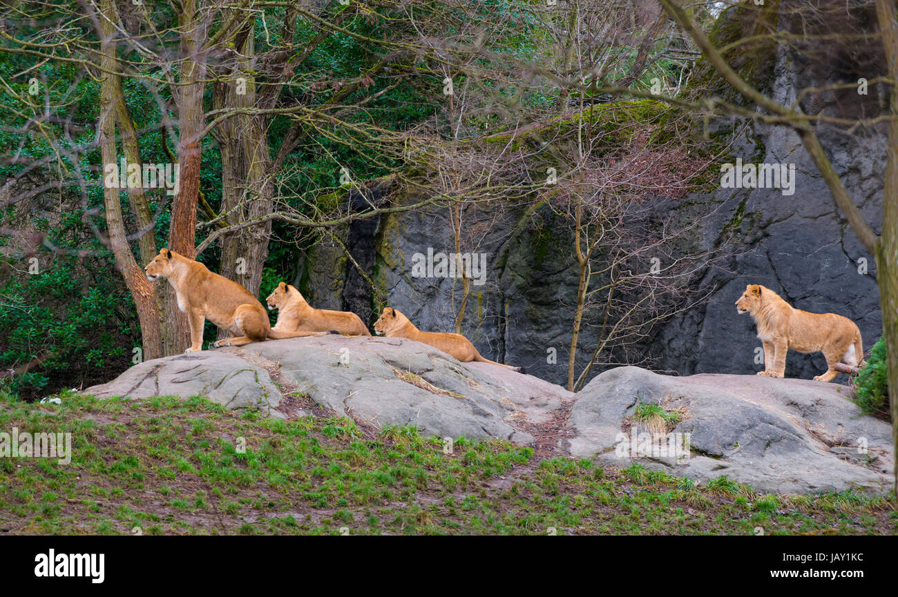 Four male lions africa hi-res stock photography and images - Alamy