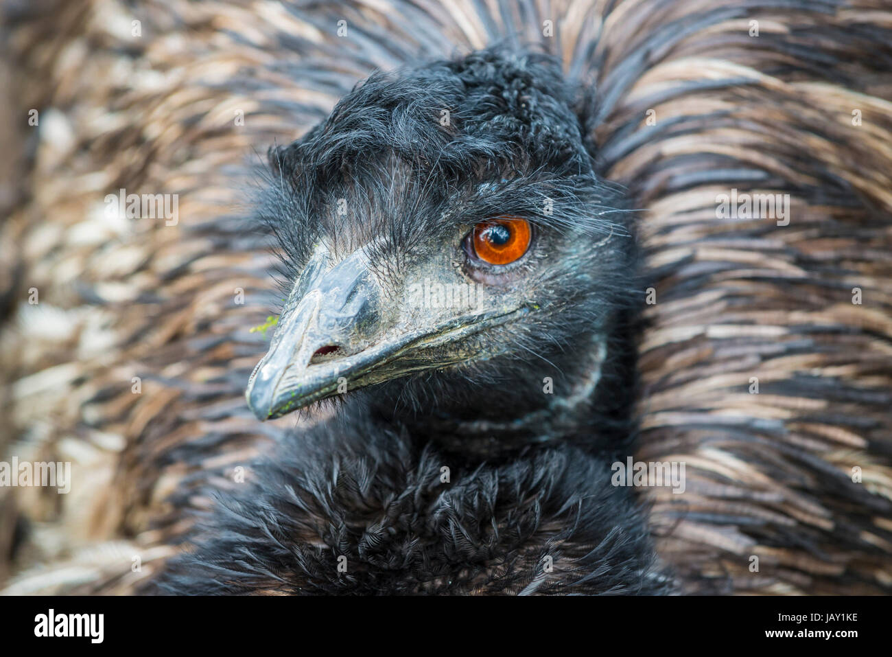 Goofy looking bird hi-res stock photography and images - Alamy