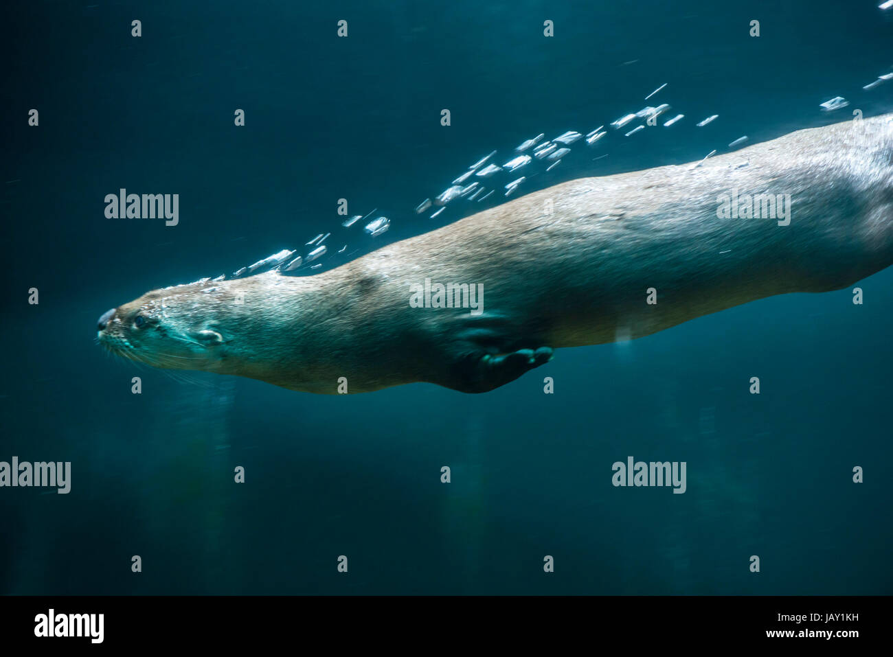 Sea otter swimming underwater hi-res stock photography and images - Alamy