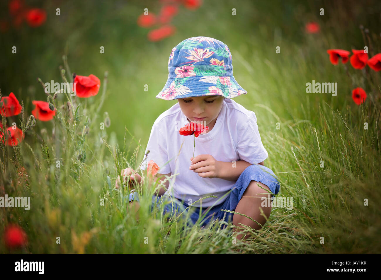 Preschool child in a poppy field, springtime, gathering wild flowers ...