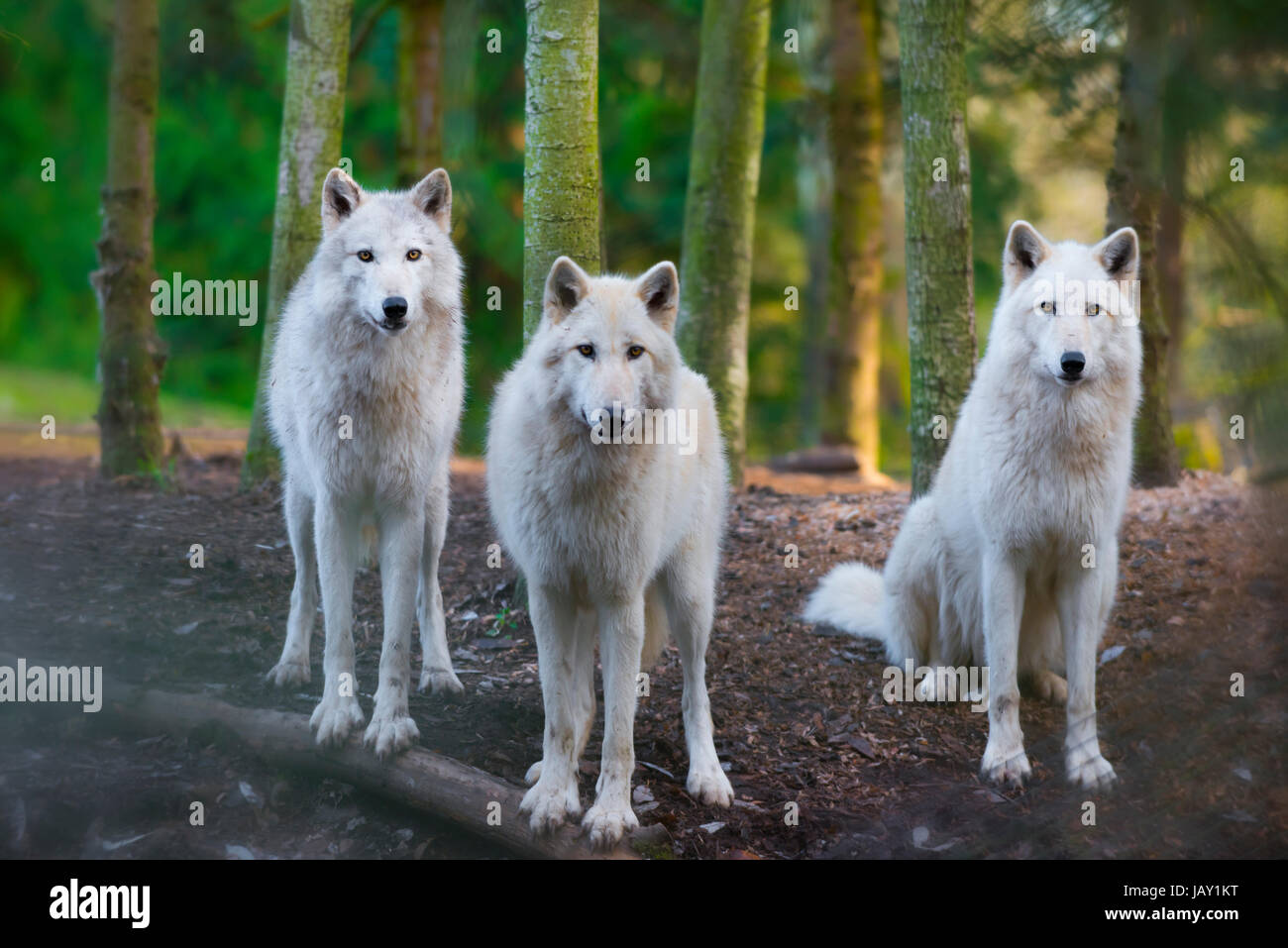 Three beautiful white wolfs looking directly into the camera Stock ...