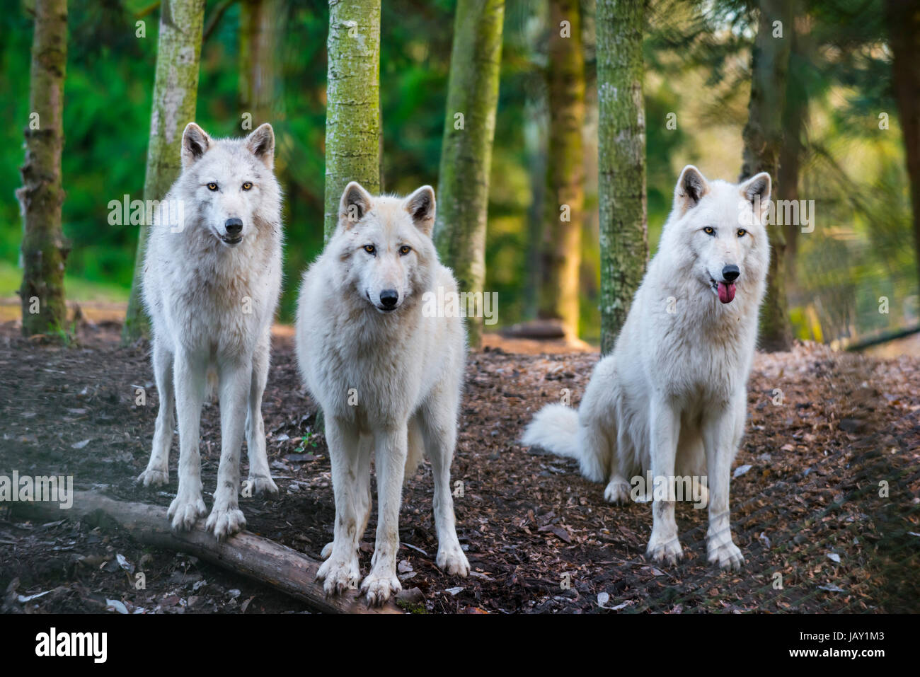 Three beautiful white wolfs looking directly into the camera Stock ...