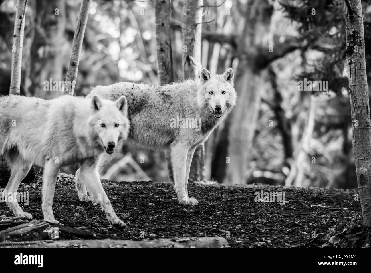 Wolf Pack Black And White Photography
