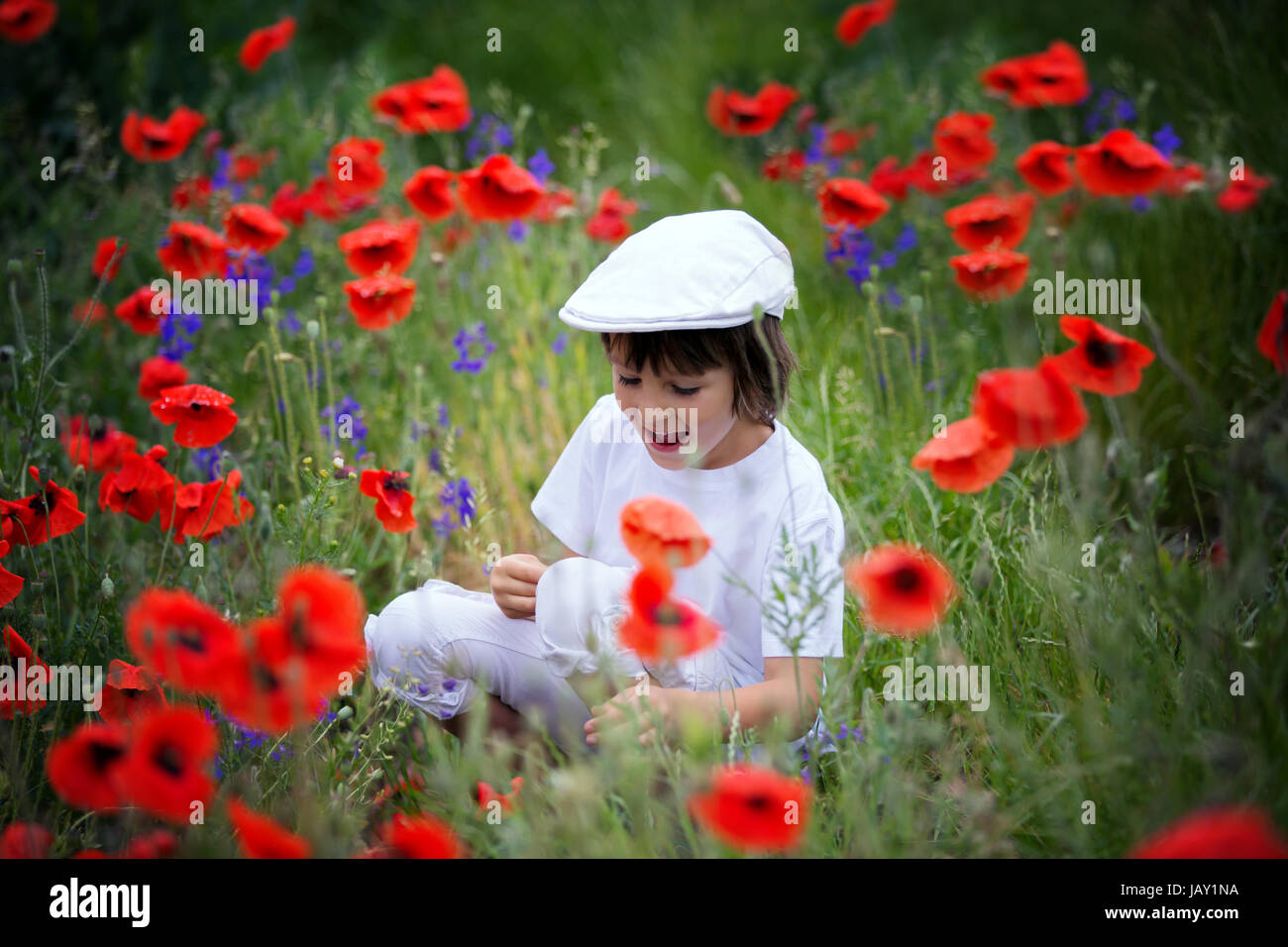 Child boy in a poppy field hi-res stock photography and images - Alamy