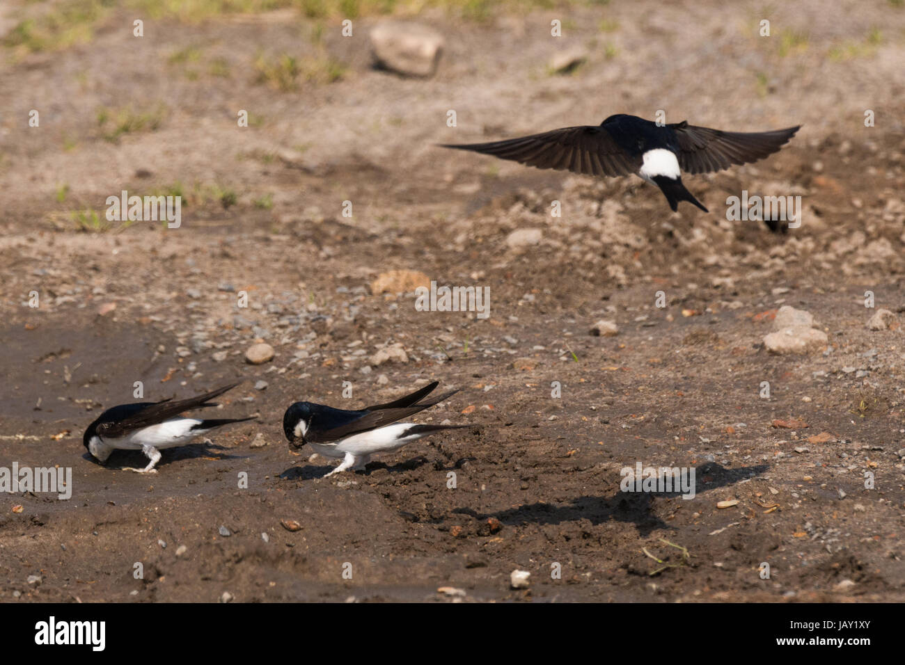 Common house martin in nest building Delichon urbicum Stock Photo - Alamy