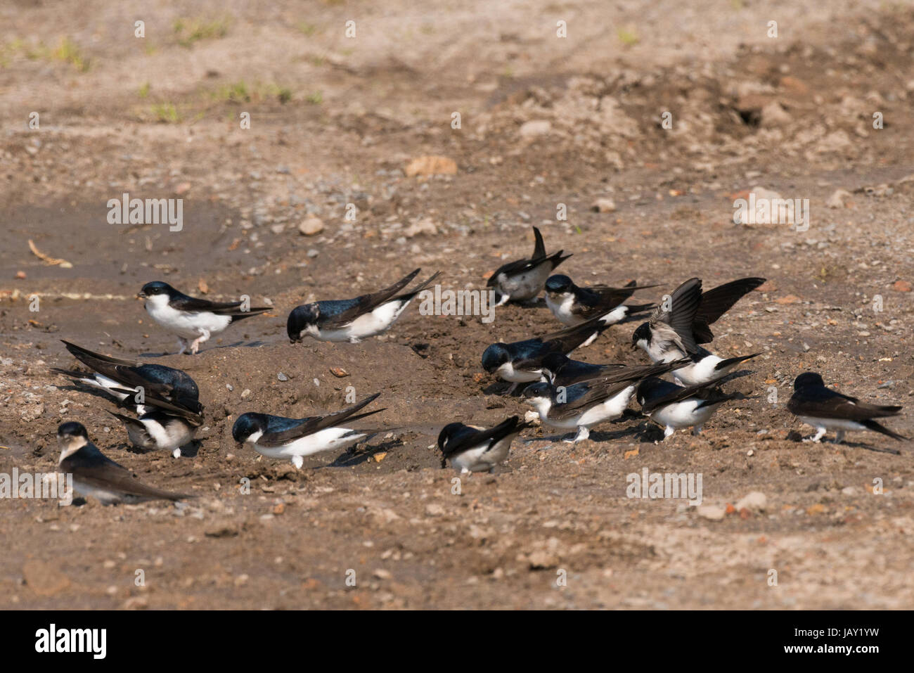 Common house martin in nest building Delichon urbicum Stock Photo - Alamy