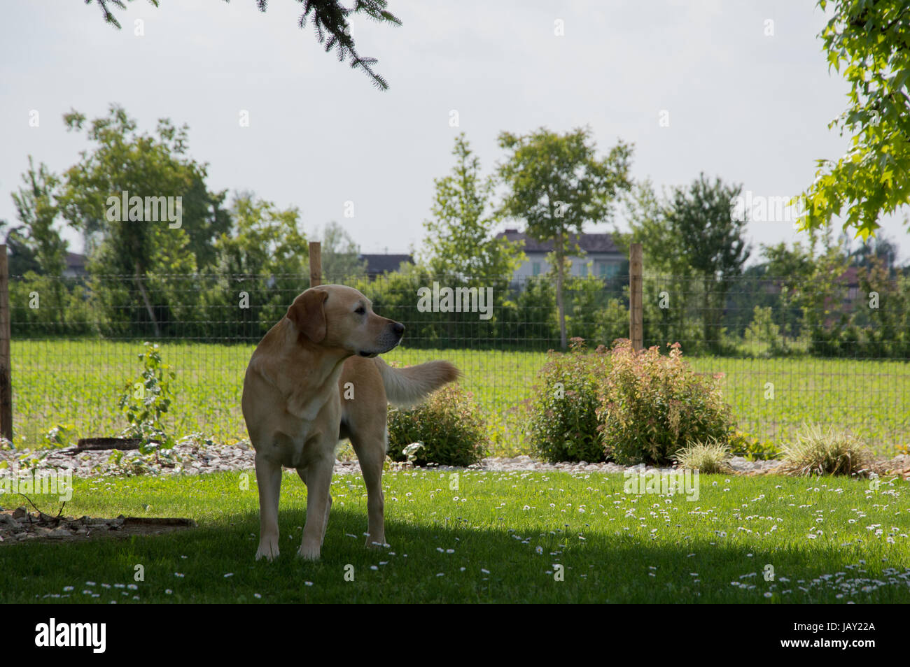 Labrador in giardino hi-res stock photography and images - Alamy