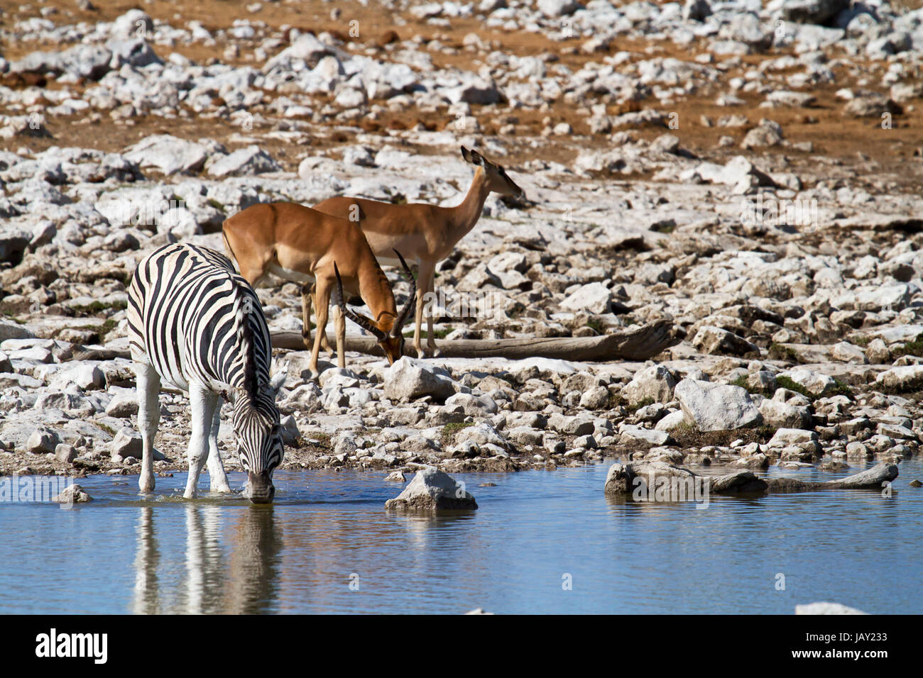 zebra & impala Stock Photo - Alamy