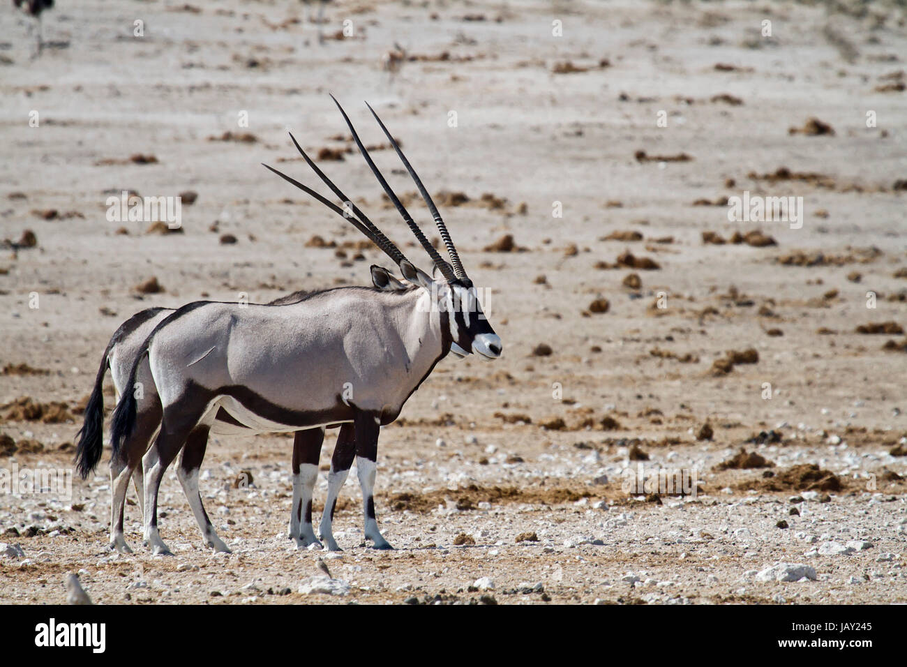Oryx skin hi-res stock photography and images - Alamy