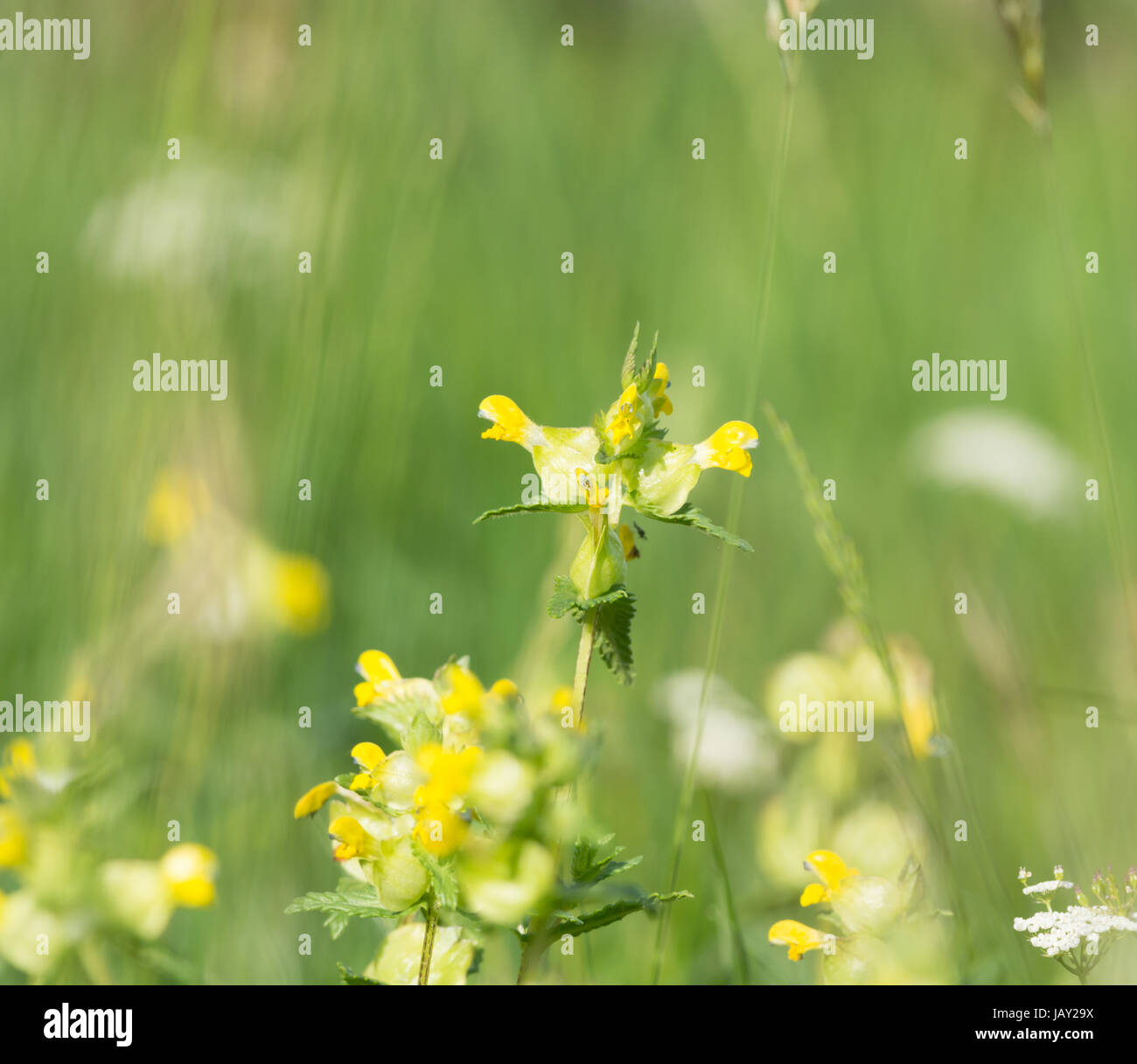 Yellow Hay Rattle, Rhinanthus minor Stock Photo - Alamy