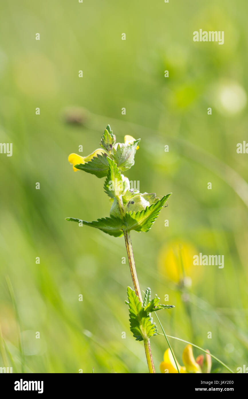 Yellow Hay Rattle, Rhinanthus minor Stock Photo - Alamy
