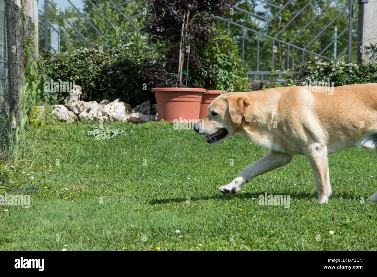 Labrador in giardino hi-res stock photography and images - Alamy