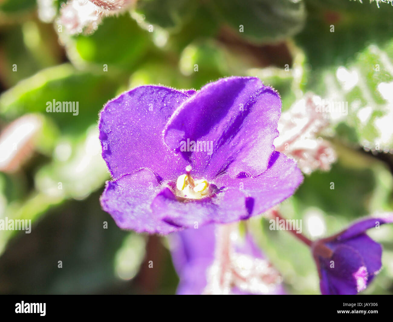 Detail of Viola aka violet flower Stock Photo - Alamy