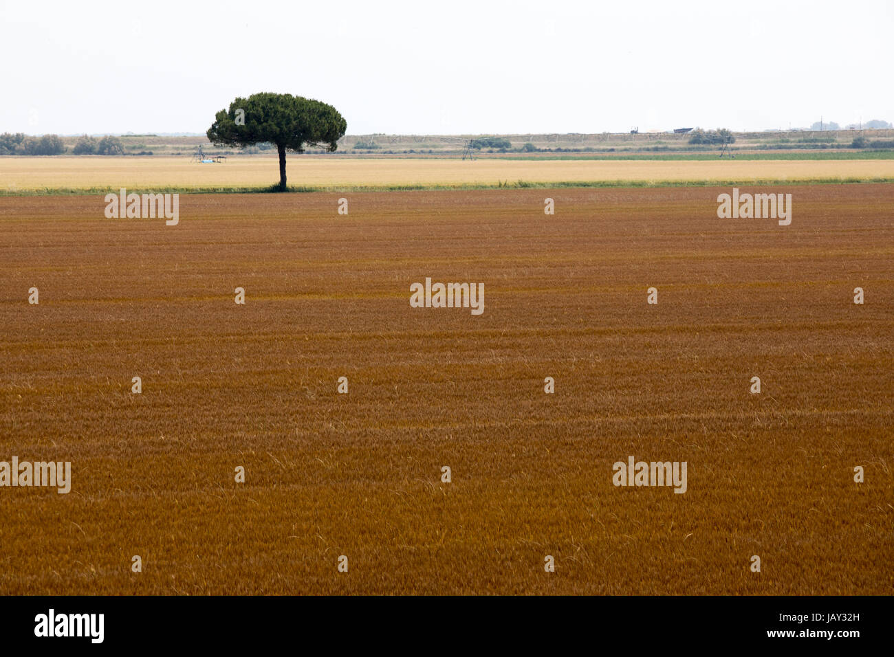 Po river, Delta Regional Park, Emilia Romagna, Italy Stock Photo - Alamy