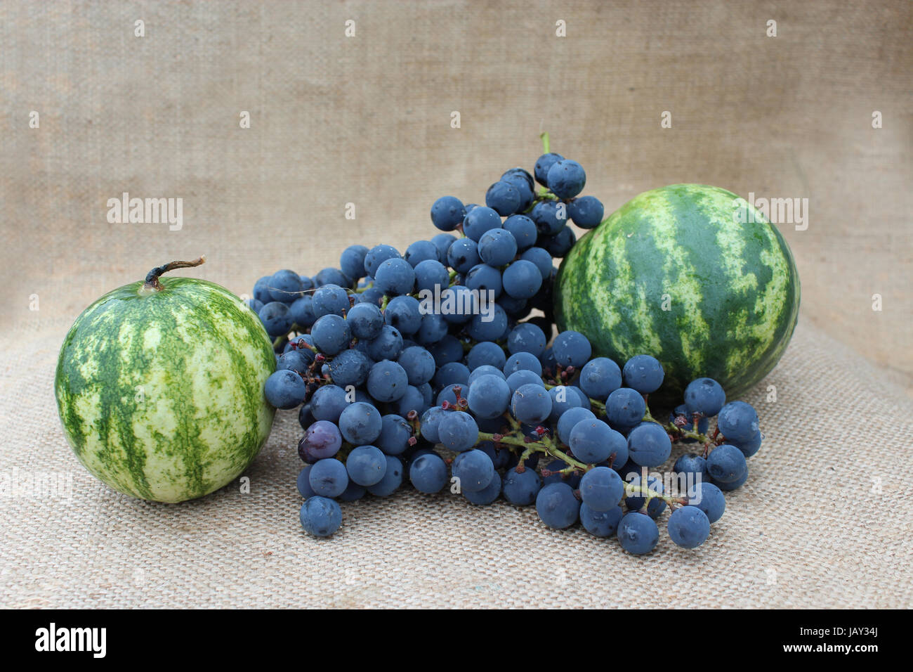 still life from fruits of two watermelons and blue grape on the gray ...