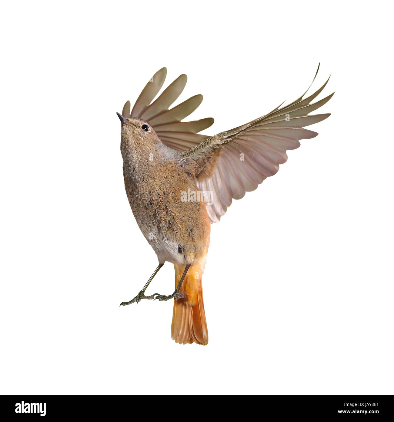 Female of redstart bird flying isolated on a white background Stock ...