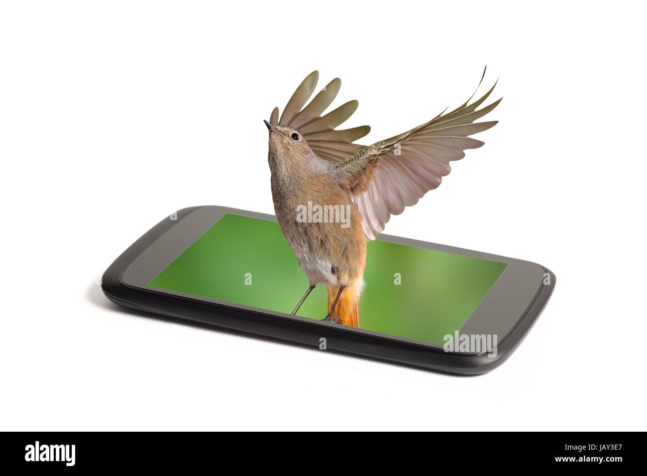 High contrast image of a bird Cut Out Stock Images & Pictures - Alamy