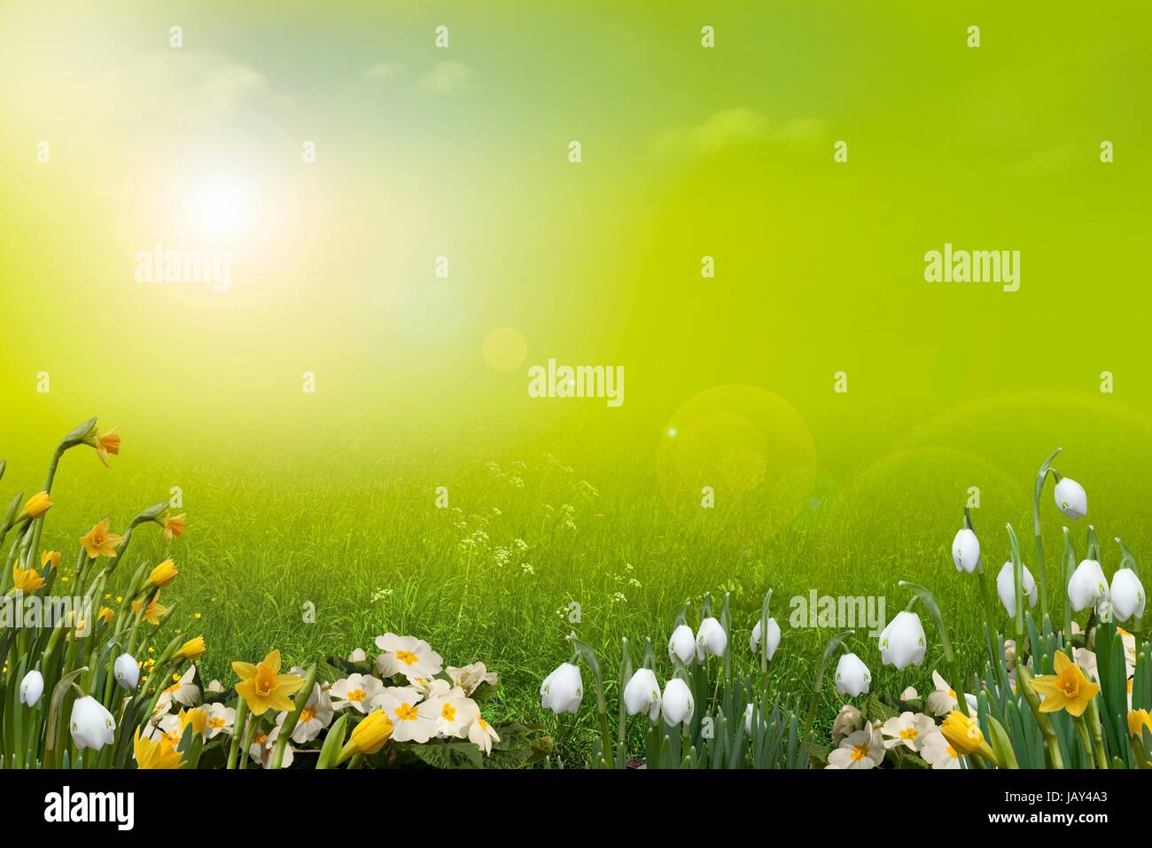 Lime green and yellow spring background with space for copy, flowers ...