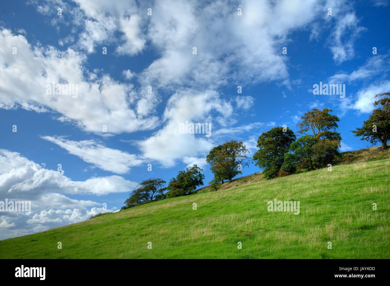 Row of trees on Meon Hill near the Cotswold village of Mickleton ...