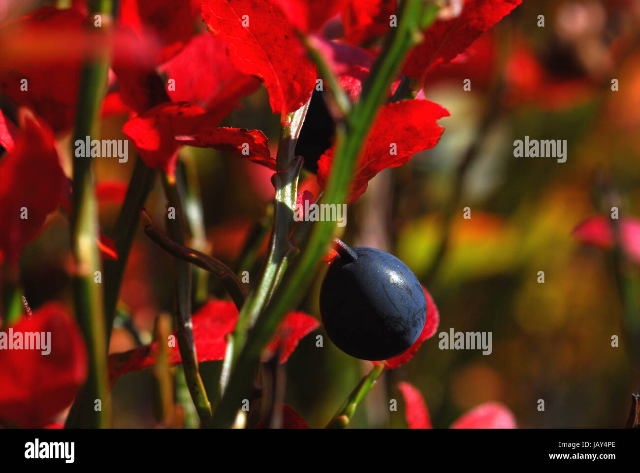 Alpenfrucht hi-res stock photography and images - Alamy