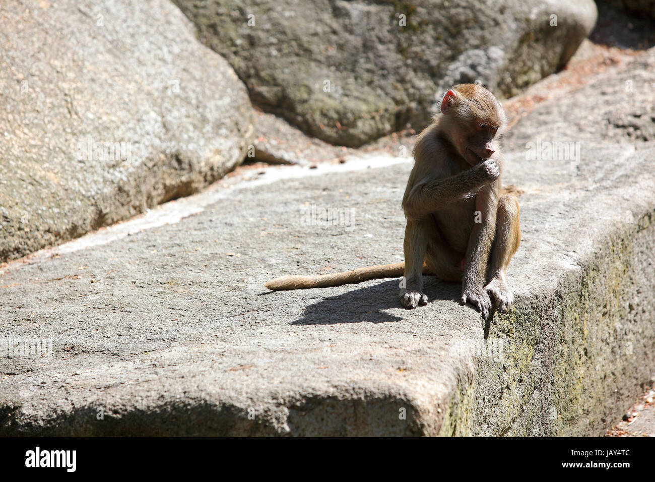 Baboon skin and tail hi-res stock photography and images - Alamy