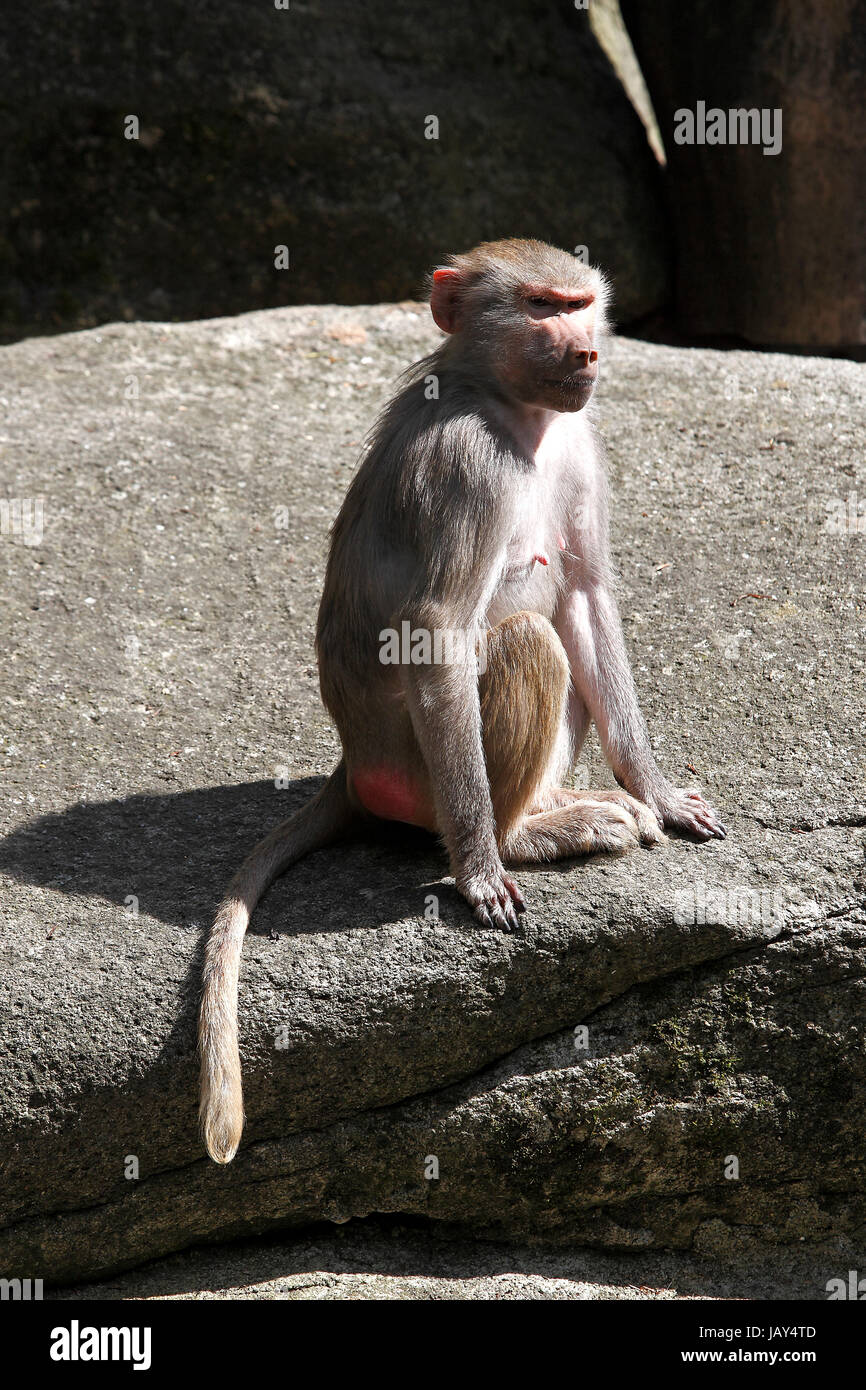Baboon skin and tail hi-res stock photography and images - Alamy