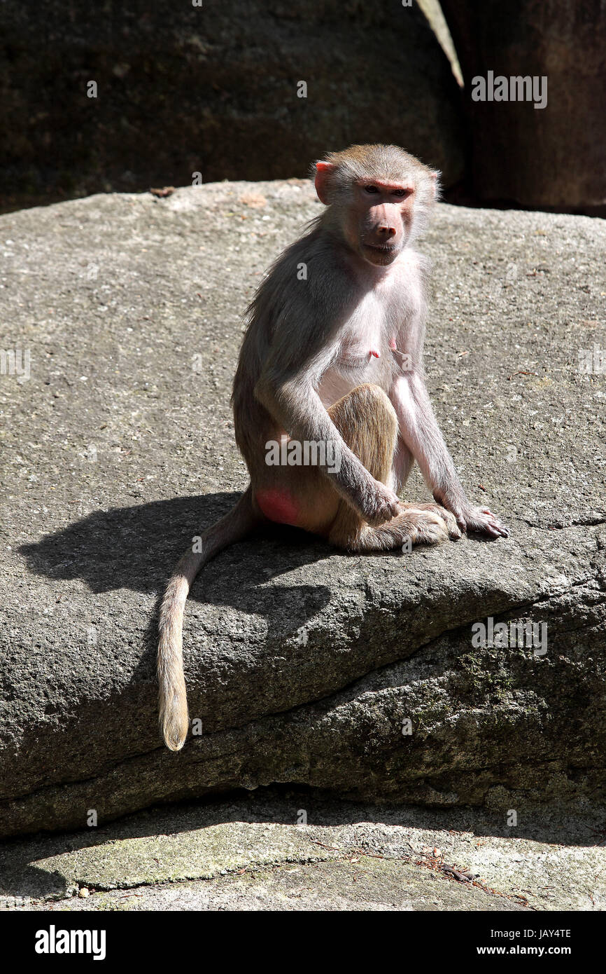 Baboon skin and tail hi-res stock photography and images - Alamy