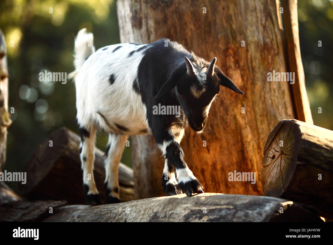 Dutch goat holland hi-res stock photography and images - Alamy