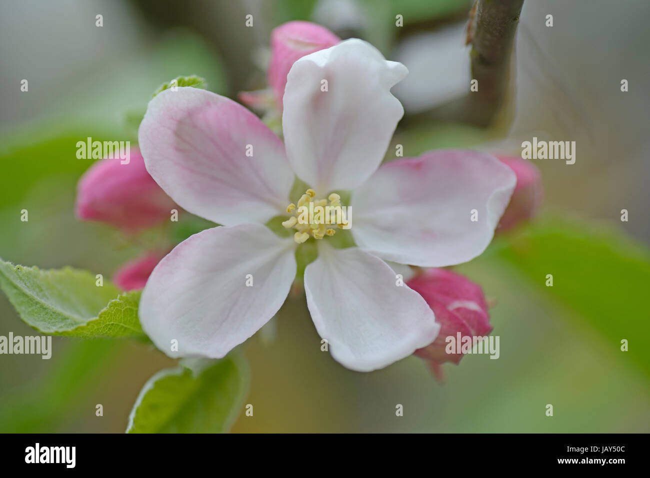 Apfelblüten, Apfelblüte, blüte, blüten, apfelbaum, natur, frühling ...