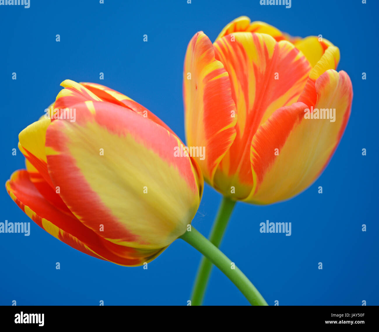 tulpe, tulipa, tulpen, rot, orange, garten, gartenblume ...