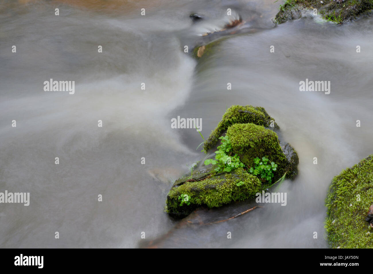 bach, wasser, fließen, fließend, wald, natur, frisch, trinkwasser ...
