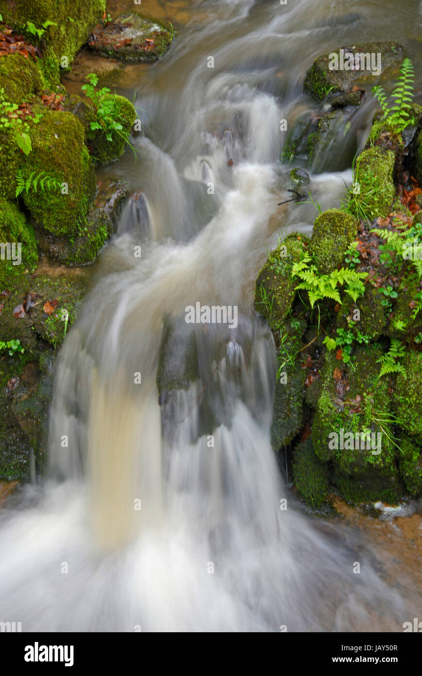 bach, wasser, fließen, fließend, wald, natur, frisch, trinkwasser ...