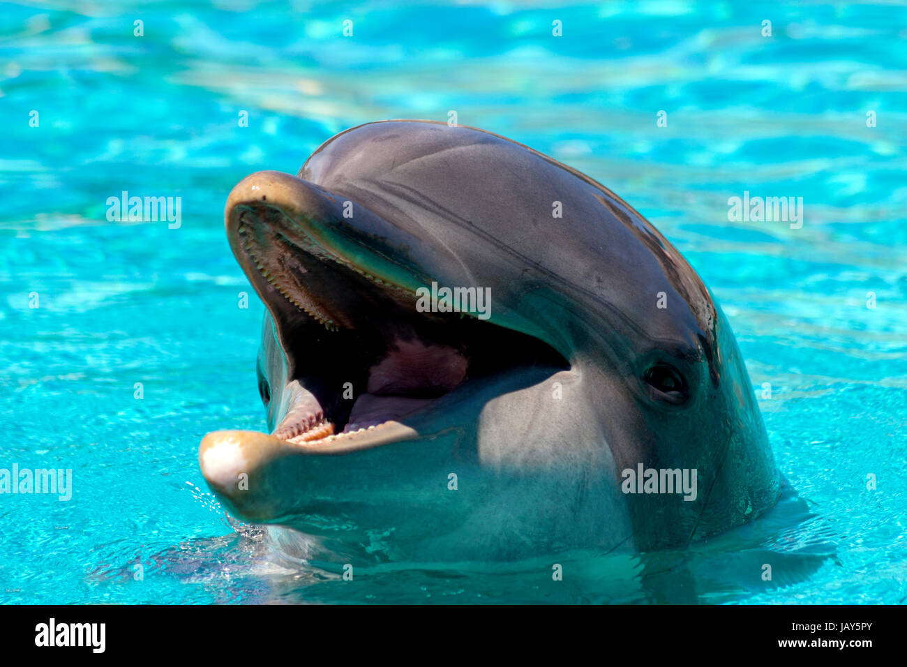 Dolphin peeking out of blue water Stock Photo - Alamy