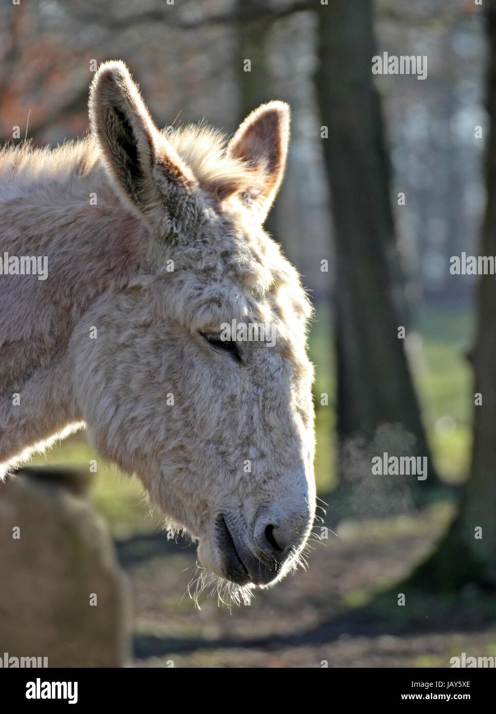 Albino donkey hi-res stock photography and images - Alamy