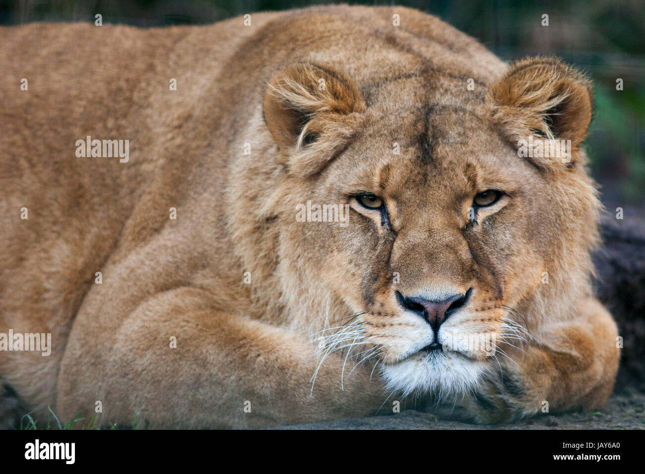 Löwin hi-res stock photography and images - Alamy