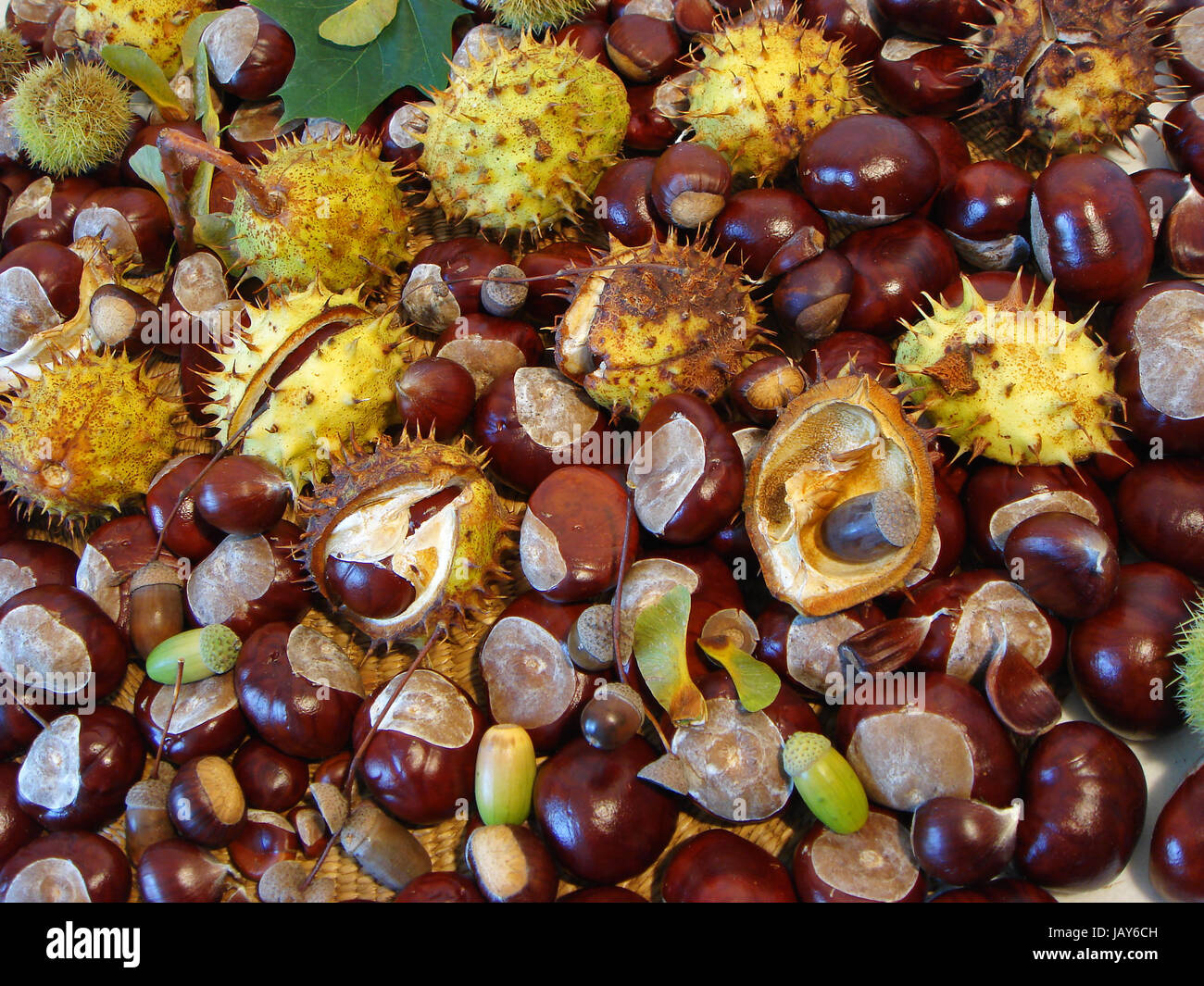 Spiny fruits hi-res stock photography and images - Alamy