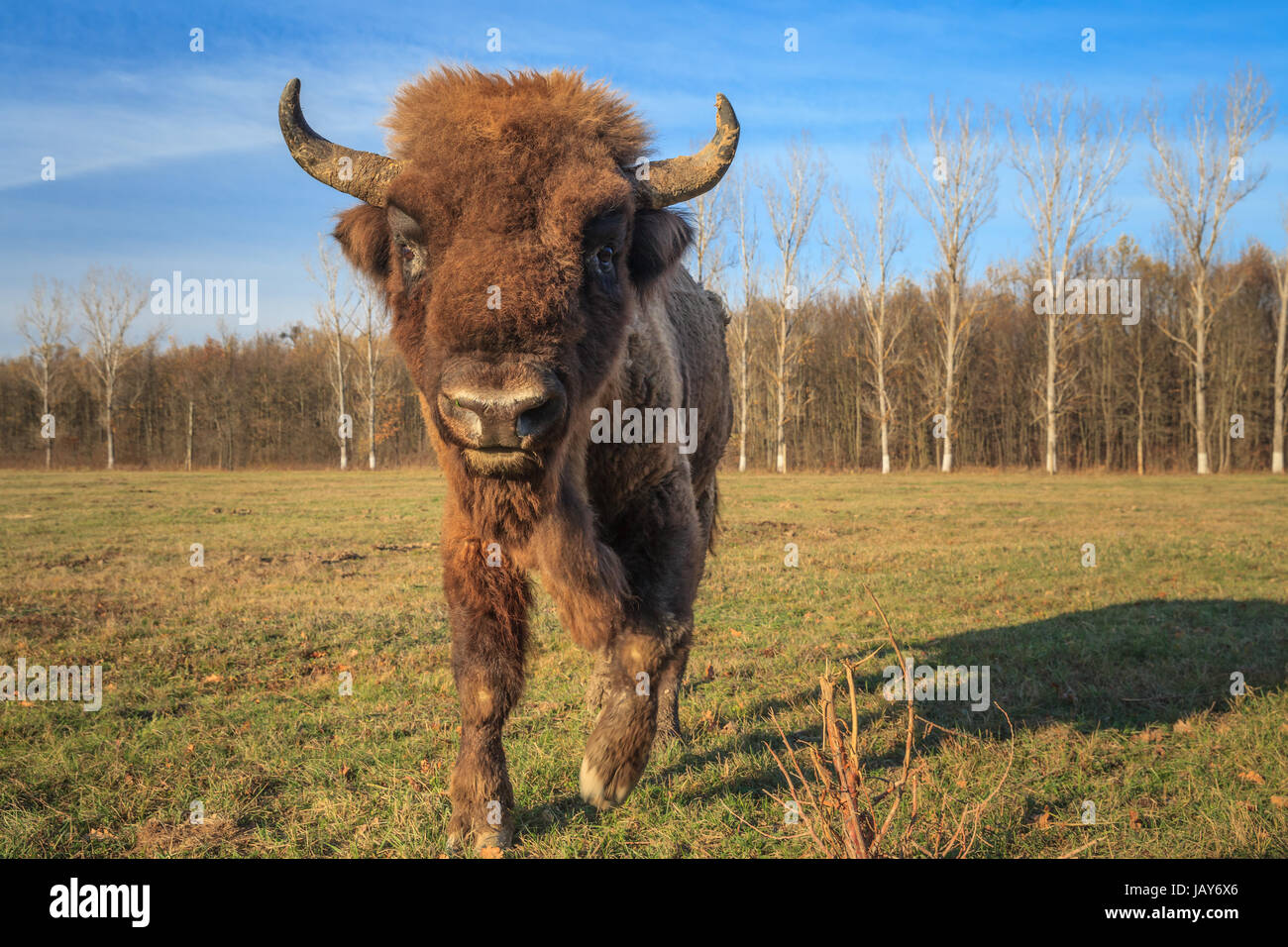 Bucsani bison hi-res stock photography and images - Alamy
