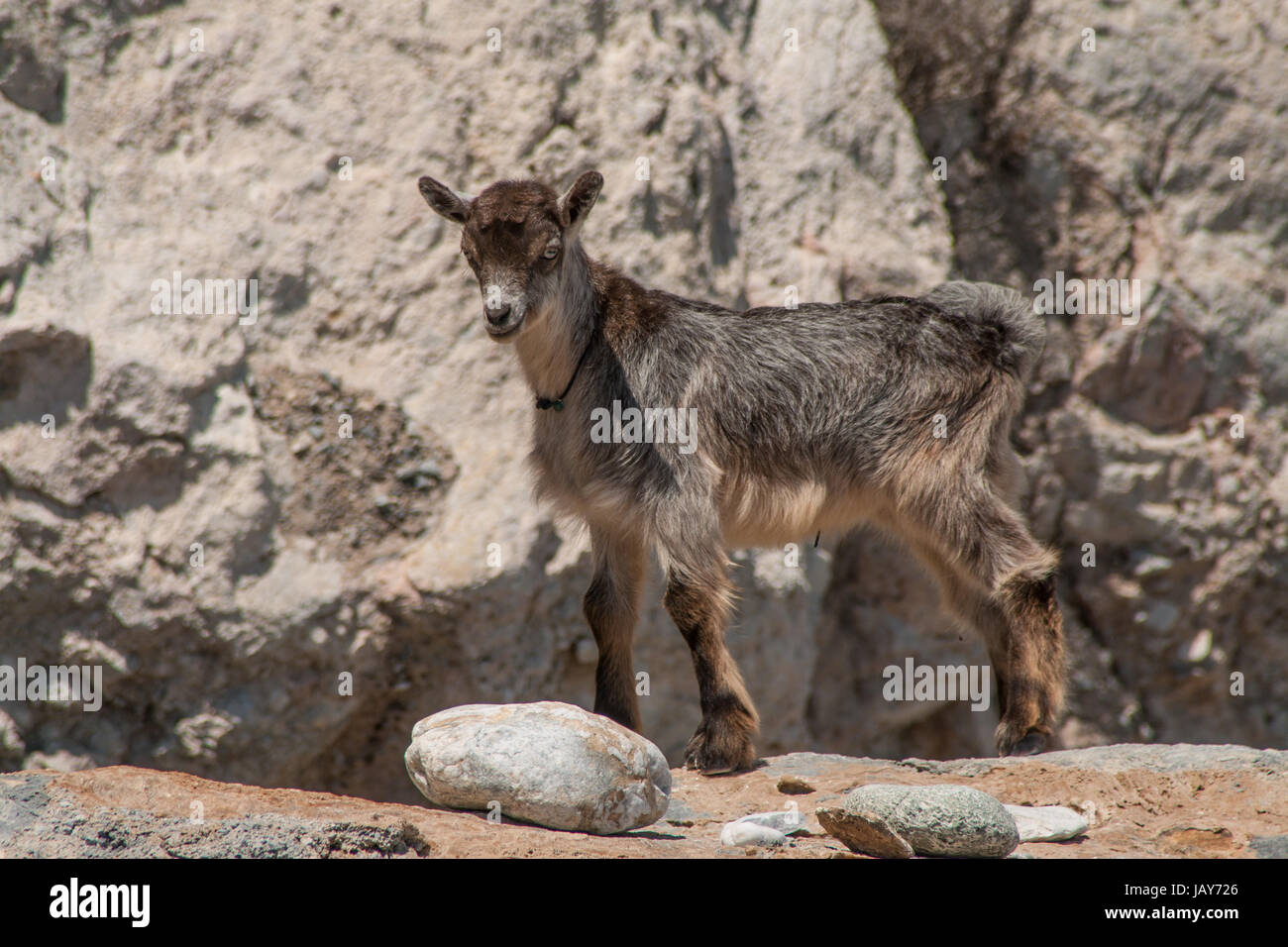 goat on the beach Stock Photo - Alamy