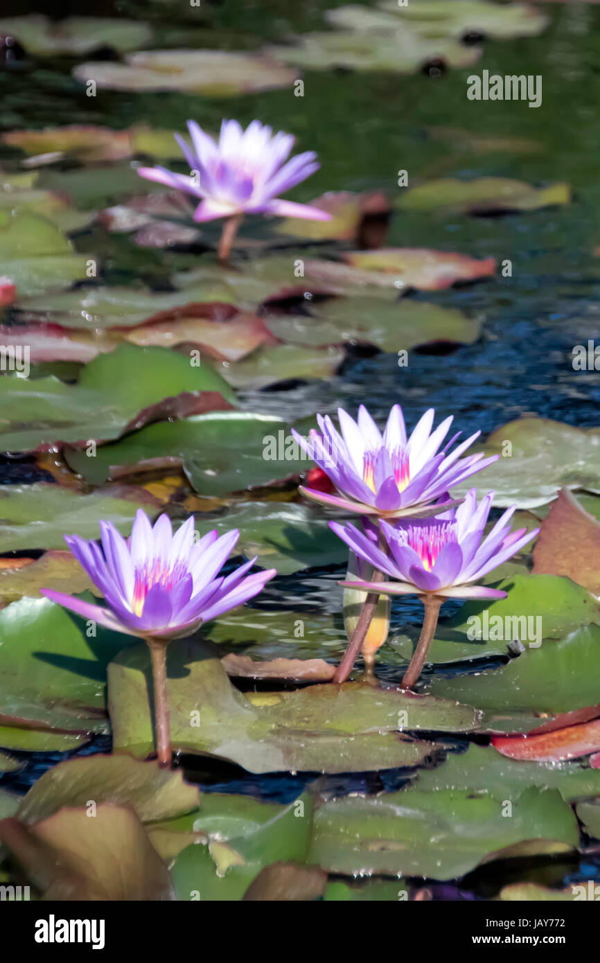 Wet lotus flowers hi-res stock photography and images - Alamy