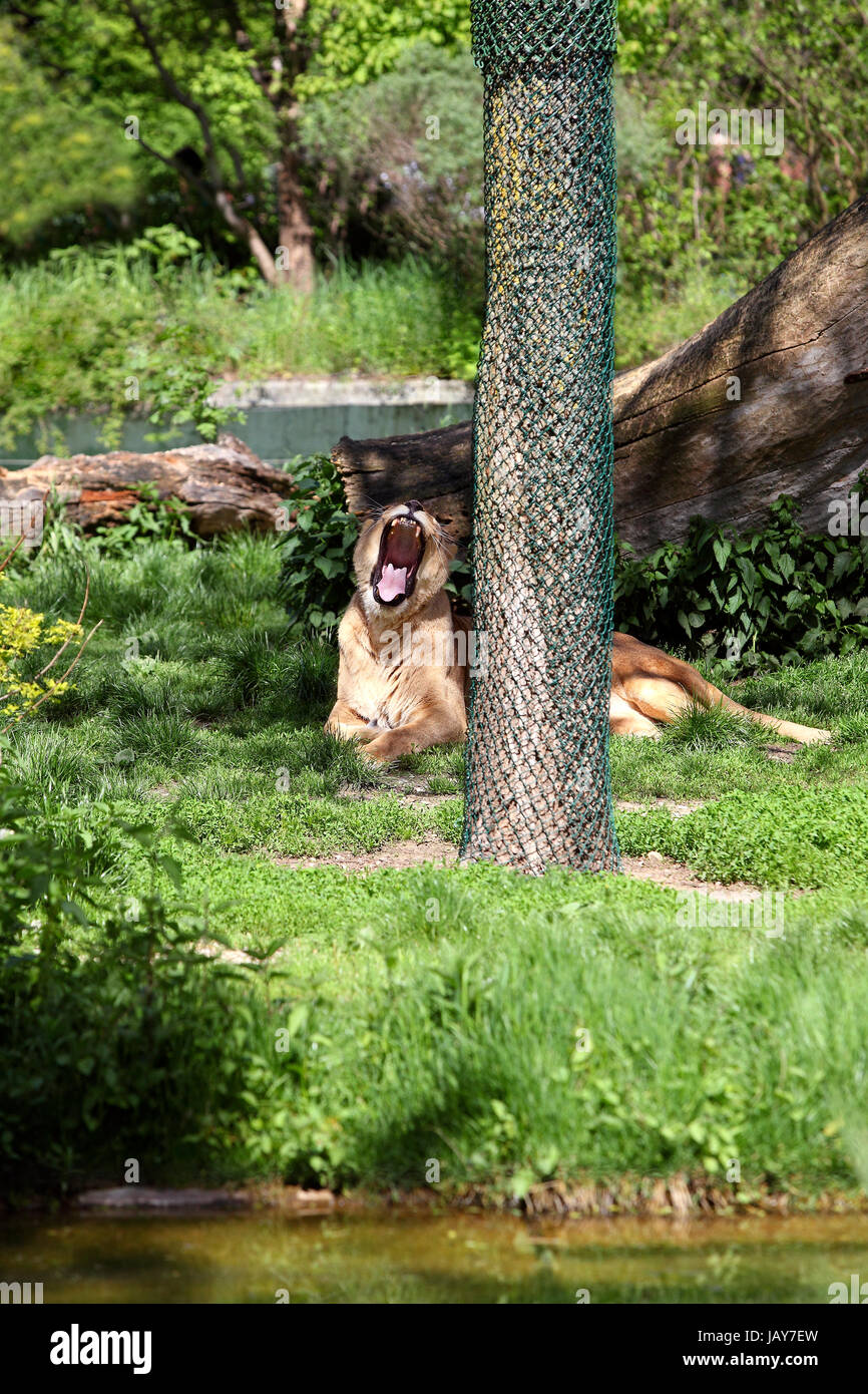 lioness in the enclosure Stock Photo - Alamy